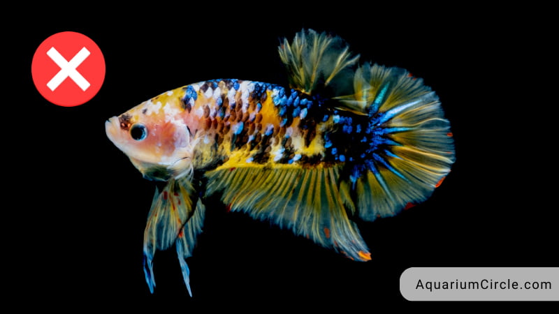 Betta Fish Breeding: How To Breed Betta Fish At Home? Detailed Step-By ...