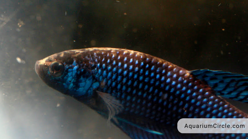 Betta Fish Natural Habitat - AquariumCircle.com