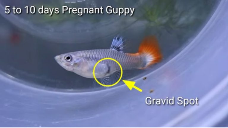 Guppy Fry - Basic Care For Baby Guppies