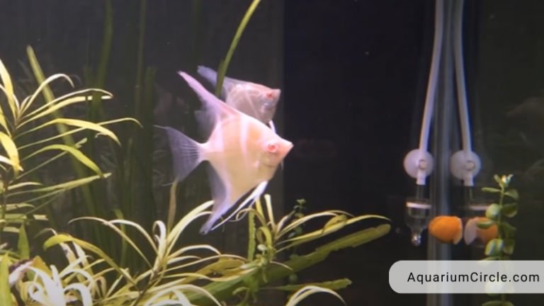 Most Common Freshwater Angelfish Types - 15 Different Types Of ...