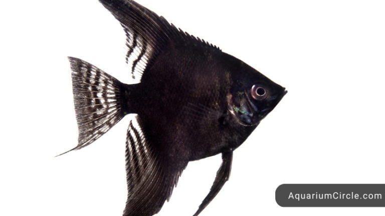 Most Common Freshwater Angelfish Types - 15 Different Types Of ...