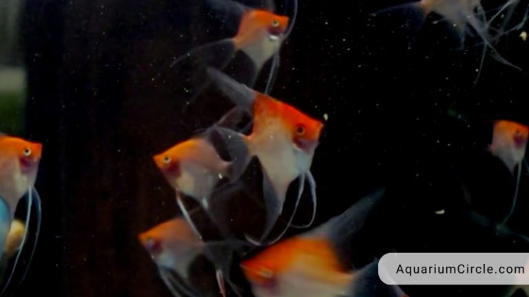 Most Common Freshwater Angelfish Types - 15 Different Types Of ...