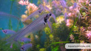 Glass Catfish Care - Complete Care Guide For Your Freshwater Fish In ...