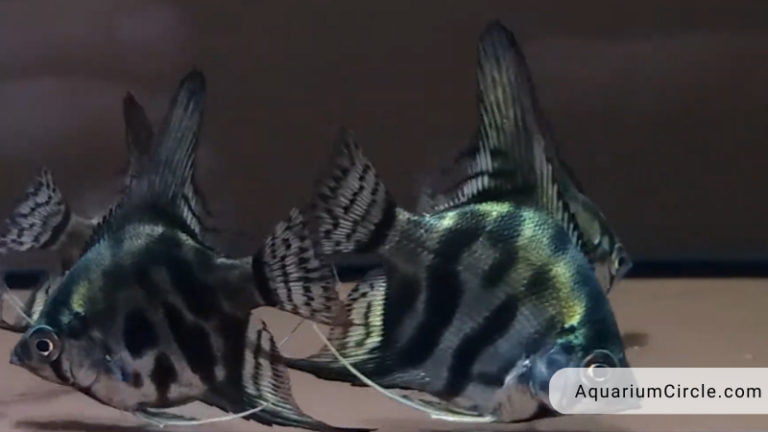 Most Common Freshwater Angelfish Types - 15 Different Types Of ...