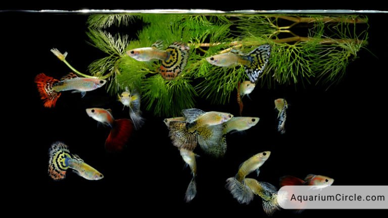 How Big Do Guppies Get? Full Guide To Optimal Guppy Size And Growth Rate