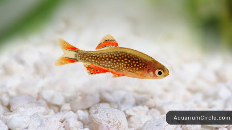 Perfect Guppy Tank Mates - 23 Best Tank Mates For Guppy You Should Know