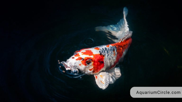 How Long Do Koi Fish Live? 7 Factors Affecting Koi Lifespan And What To ...