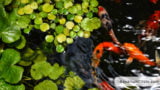 How Long Do Koi Fish Live? 7 Factors Affecting Koi Lifespan And What To ...