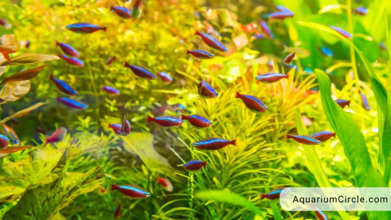 Neon Tetra Lifespan - How Long Do Neon Tetras Live & Tips To Extend