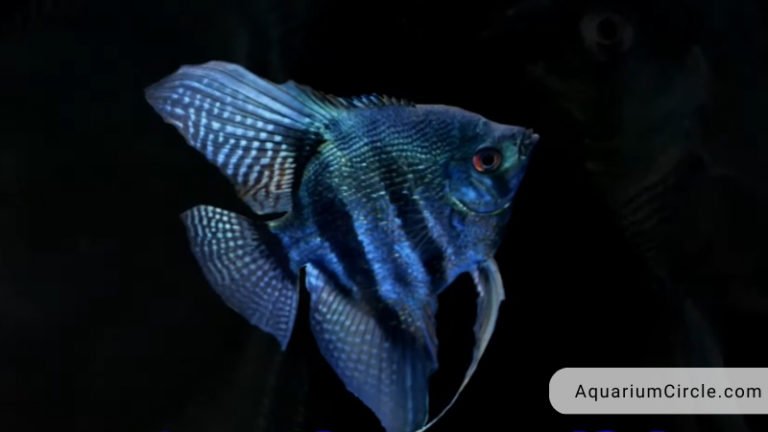 Most Common Freshwater Angelfish Types - 15 Different Types Of ...