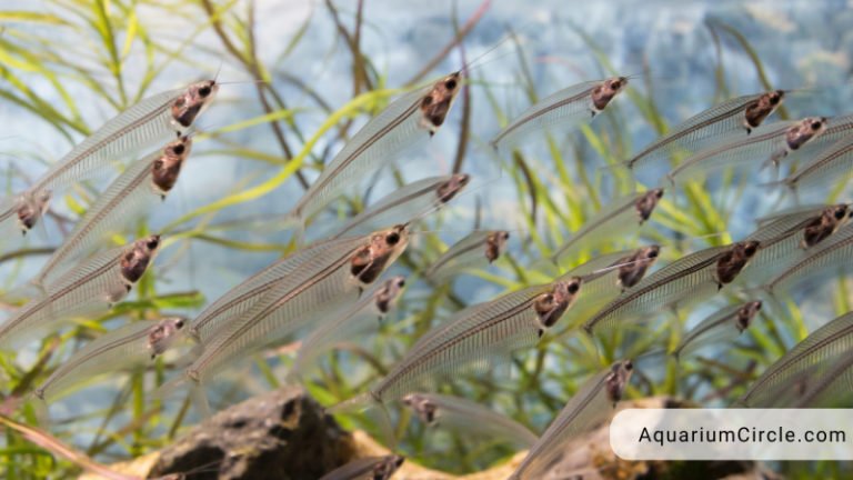 Glass Catfish Care - Complete Care Guide For Your Freshwater Fish In ...