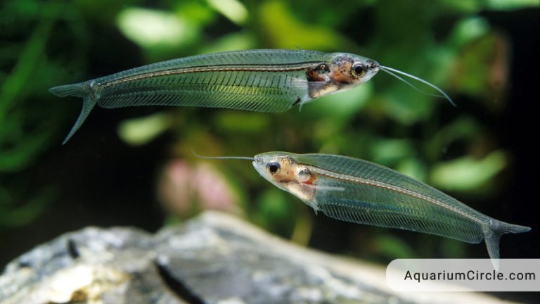 Glass Catfish Care - Complete Care Guide For Your Freshwater Fish In ...