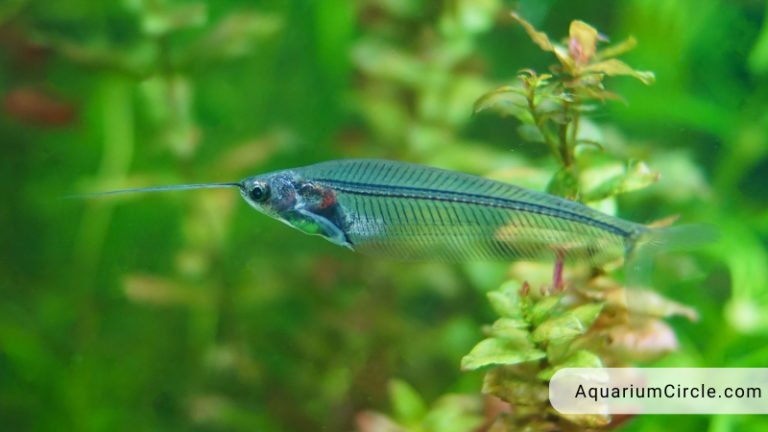 Glass Catfish Care - Complete Care Guide For Your Freshwater Fish In ...