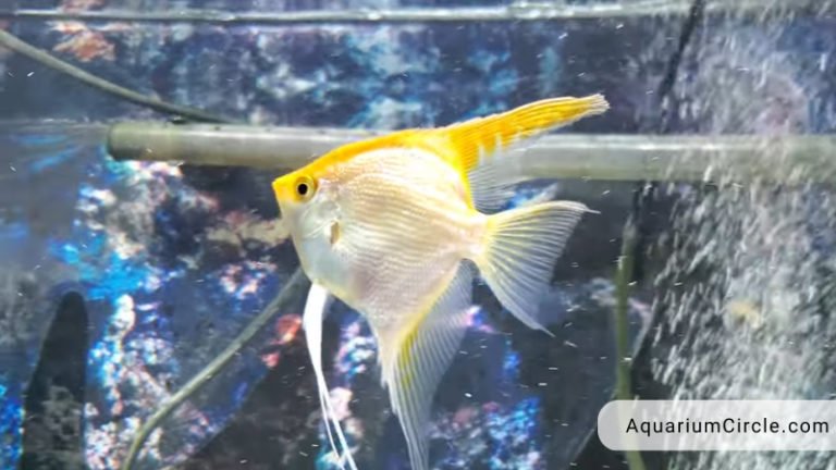 Most Common Freshwater Angelfish Types - 15 Different Types Of ...