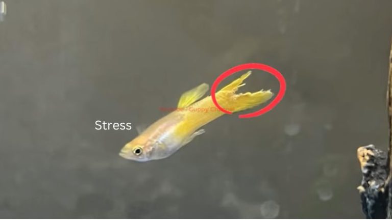 Guppy Fin Rot - Treatments, Causes, Keep Guppy Fish Alive