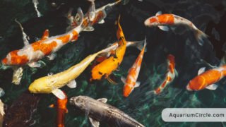How Long Do Koi Fish Live? 7 Factors Affecting Koi Lifespan And What To ...