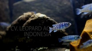 African Cichlids Types - 50 Popular Types, Wonderful Beauty