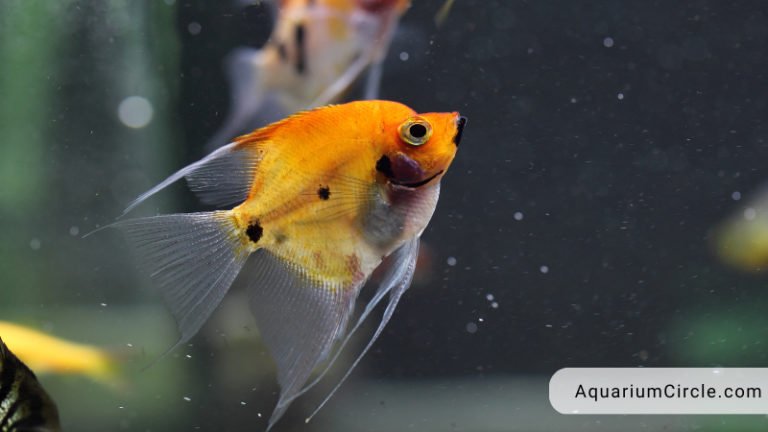 Most Common Freshwater Angelfish Types - 15 Different Types Of ...