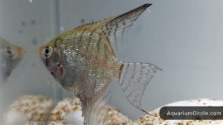 Most Common Freshwater Angelfish Types - 15 Different Types Of ...