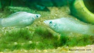 Female Pregnant Molly Fish - Way To Tell, Keep Safety