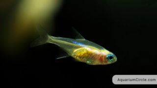 Neon Tetra Lifespan - How Long Do Neon Tetras Live & Tips To Extend