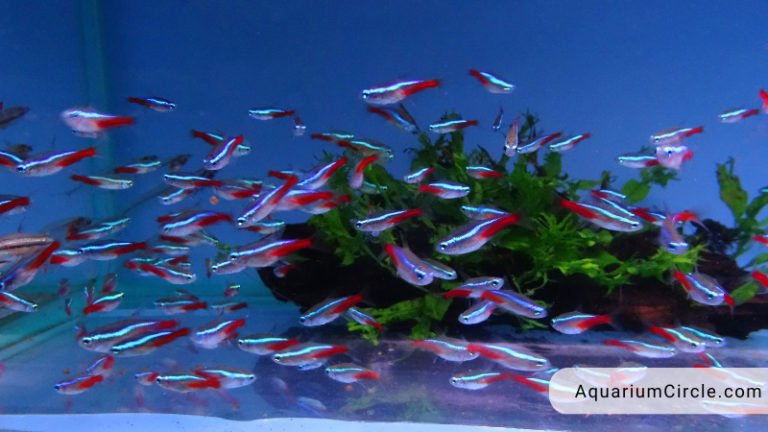 Neon Tetra Lifespan - How Long Do Neon Tetras Live & Tips To Extend