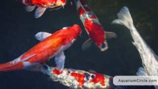 How Long Do Koi Fish Live? 7 Factors Affecting Koi Lifespan And What To ...