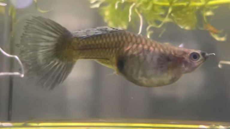 How Do Guppies Mate - Breeding Time, Care For Fry Guppy Fish