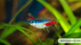 Neon Tetra Lifespan - How Long Do Neon Tetras Live & Tips To Extend