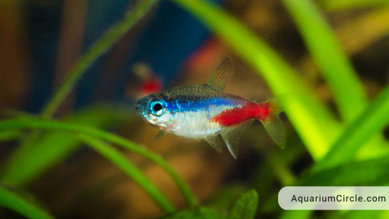 Neon Tetra Lifespan - How Long Do Neon Tetras Live & Tips To Extend