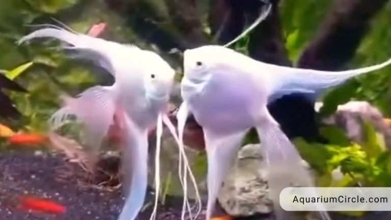 Most Common Freshwater Angelfish Types - 15 Different Types Of ...