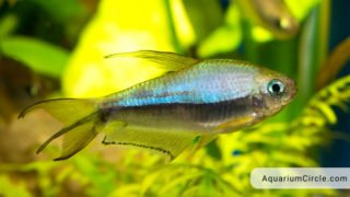 Neon Tetra Lifespan - How Long Do Neon Tetras Live & Tips To Extend