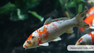 How Long Do Koi Fish Live? 7 Factors Affecting Koi Lifespan And What To ...
