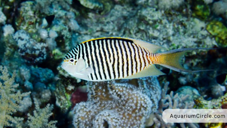 Most Common Freshwater Angelfish Types - 15 Different Types Of ...